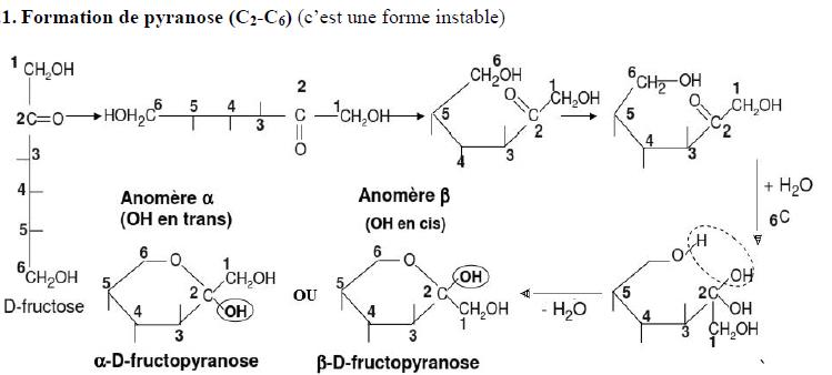 les oses (Continuer...) | iLoveSnv