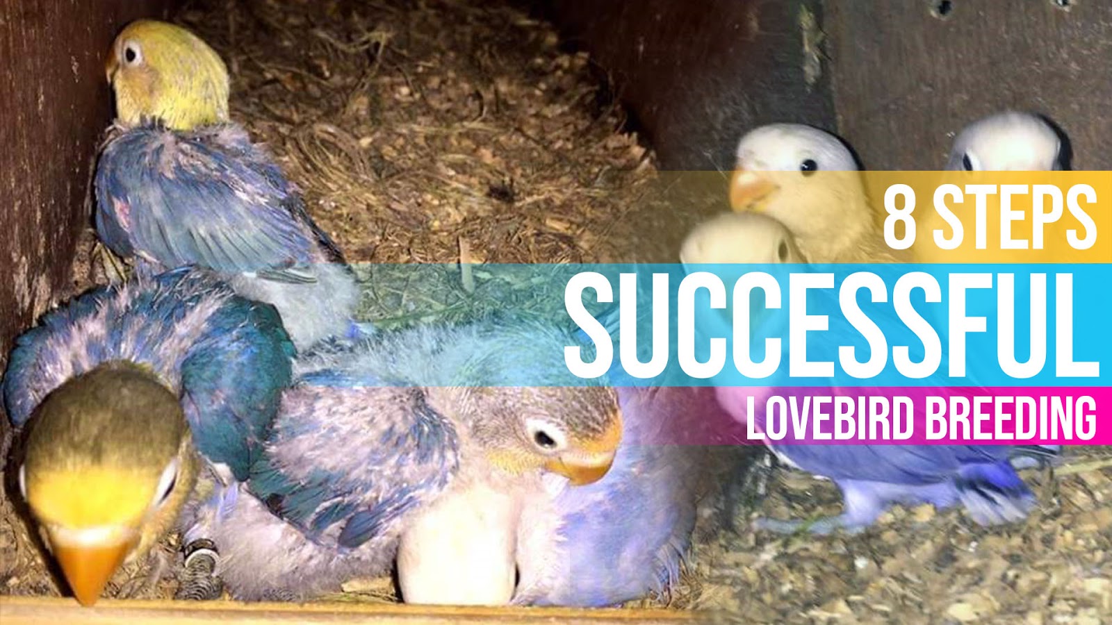 8 Steps to Successful Lovebird Breeding - Lovebird Mutations