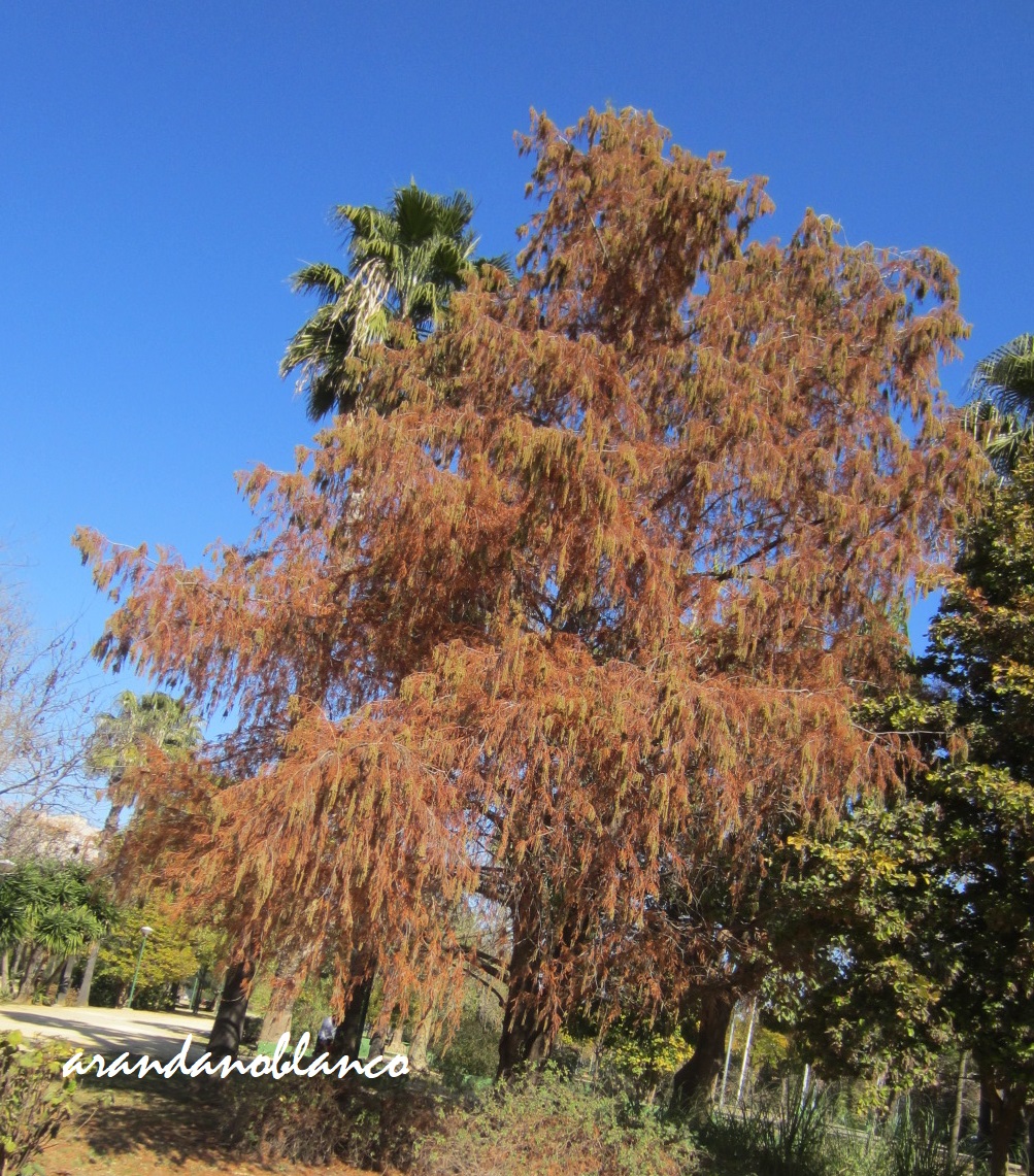 parquealamillo-encinarosa: Taxodium mucronatum – Ahuehuete - Ciprés ...