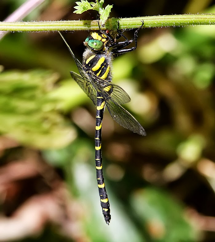 Kent Dragonflies: Golden Wonder!