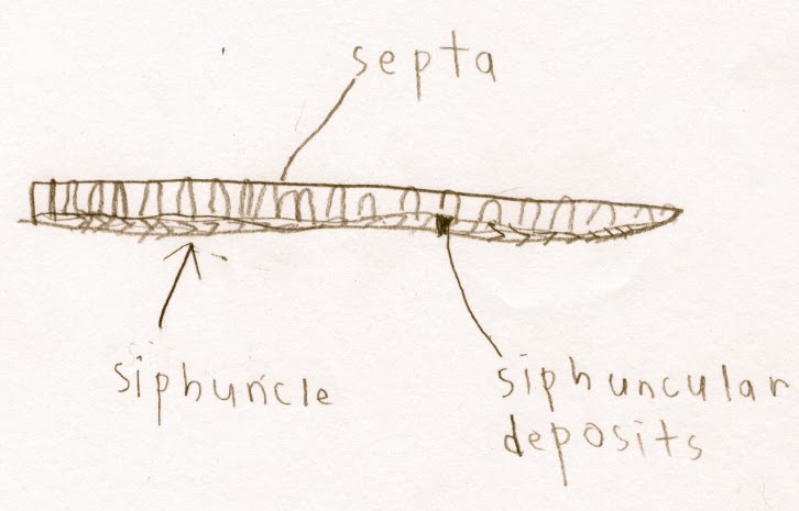 Life Before the Dinosaurs: March 2012