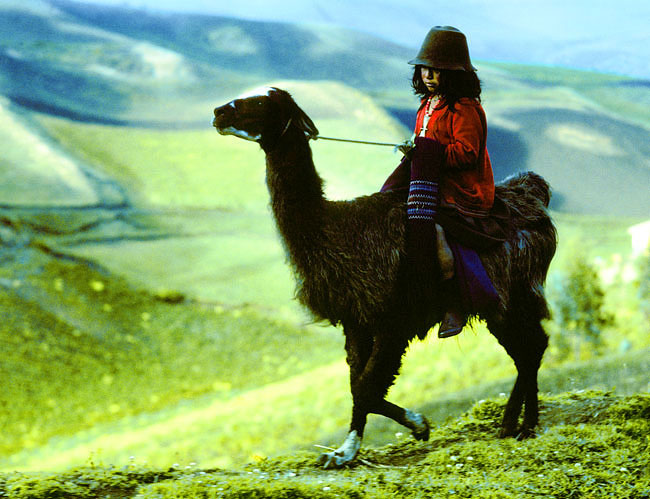 Fascinating Humanity: Riding A Llama in Ecuador's Andes Mountains