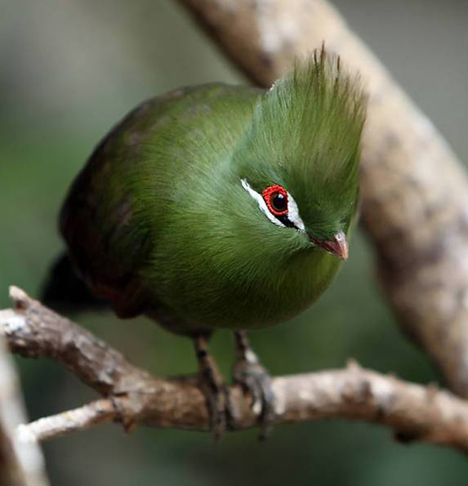 chippep: GORGEOUS BIRDS, part 3.