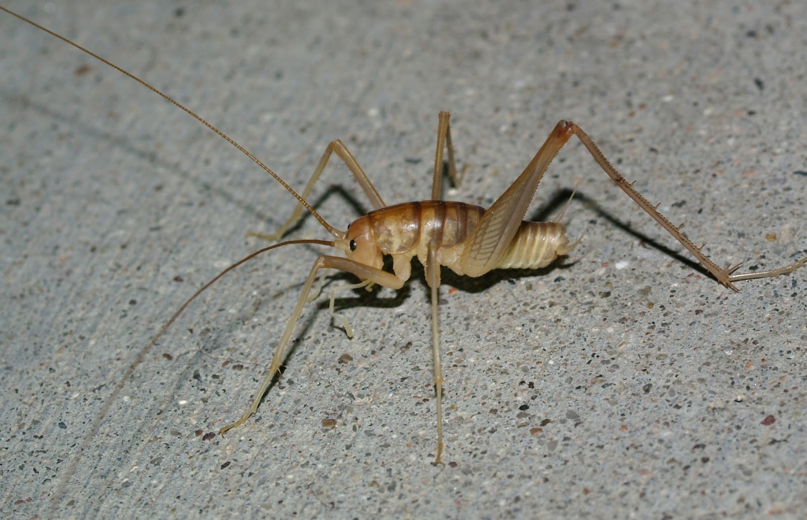 Arizona: Beetles, Bugs, Birds and more: October Night in Sabino Canyon