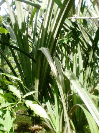 Awesome Bulusan!: Pandanus simplex is karagumoy