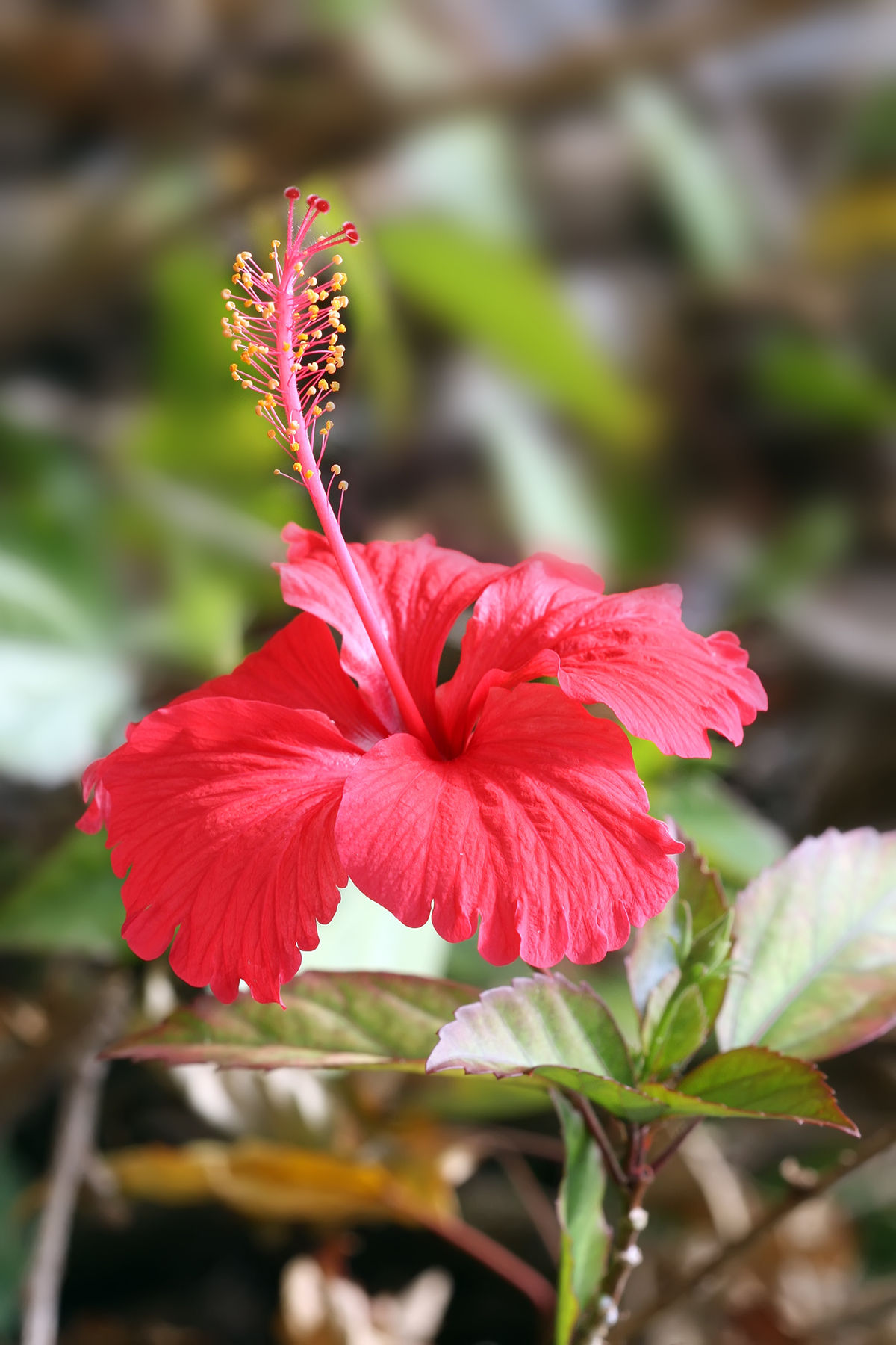 Hibiscus flower/Japha/Jasvand - Health benefits, application, chemical ...