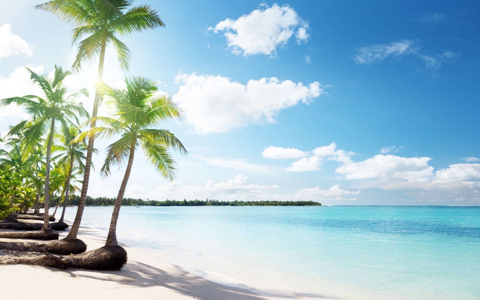 Top Walls: BEautiful clean beach with palms and a calm blue sea