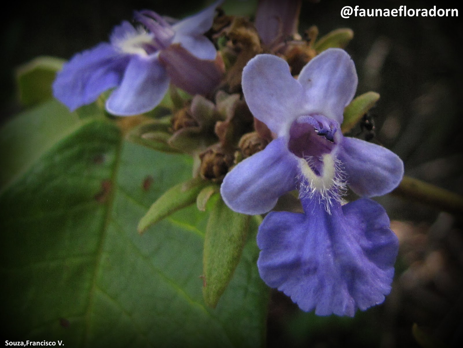 FAUNA E FLORA DO RN: Maria-preta Vitex polygama Cham.