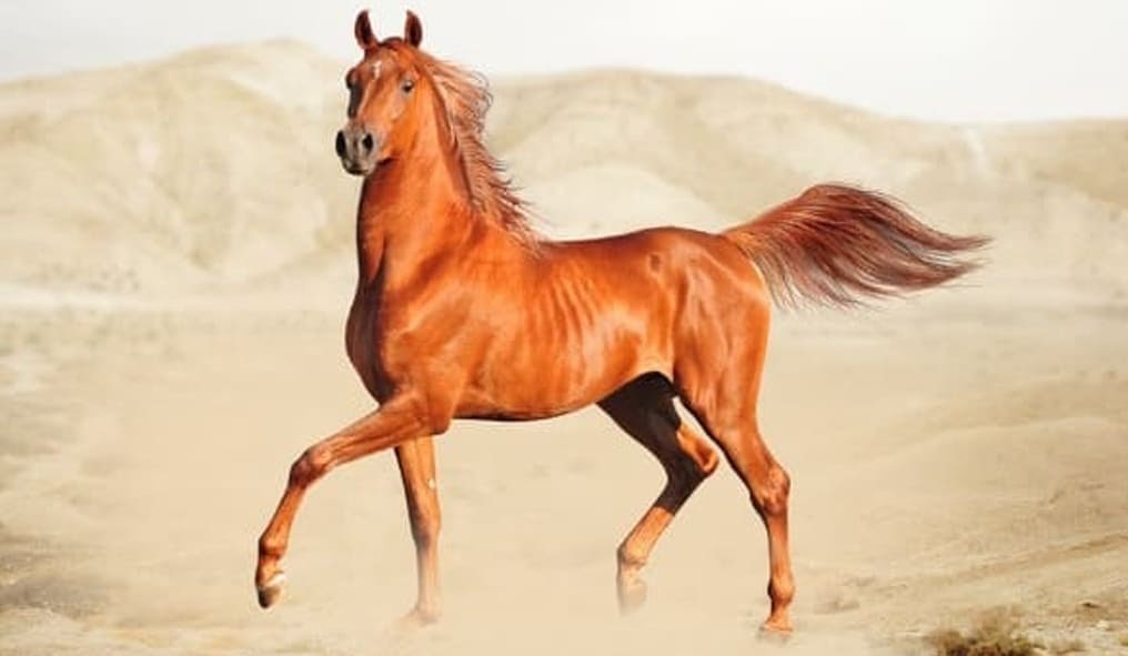 Arap Atı Genel Özellikleri Nelerdir