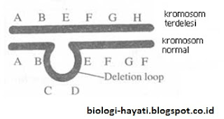 Pengertian, Jenis-jenis dan Contoh Mutasi Gen dan Mutasi Kromosom