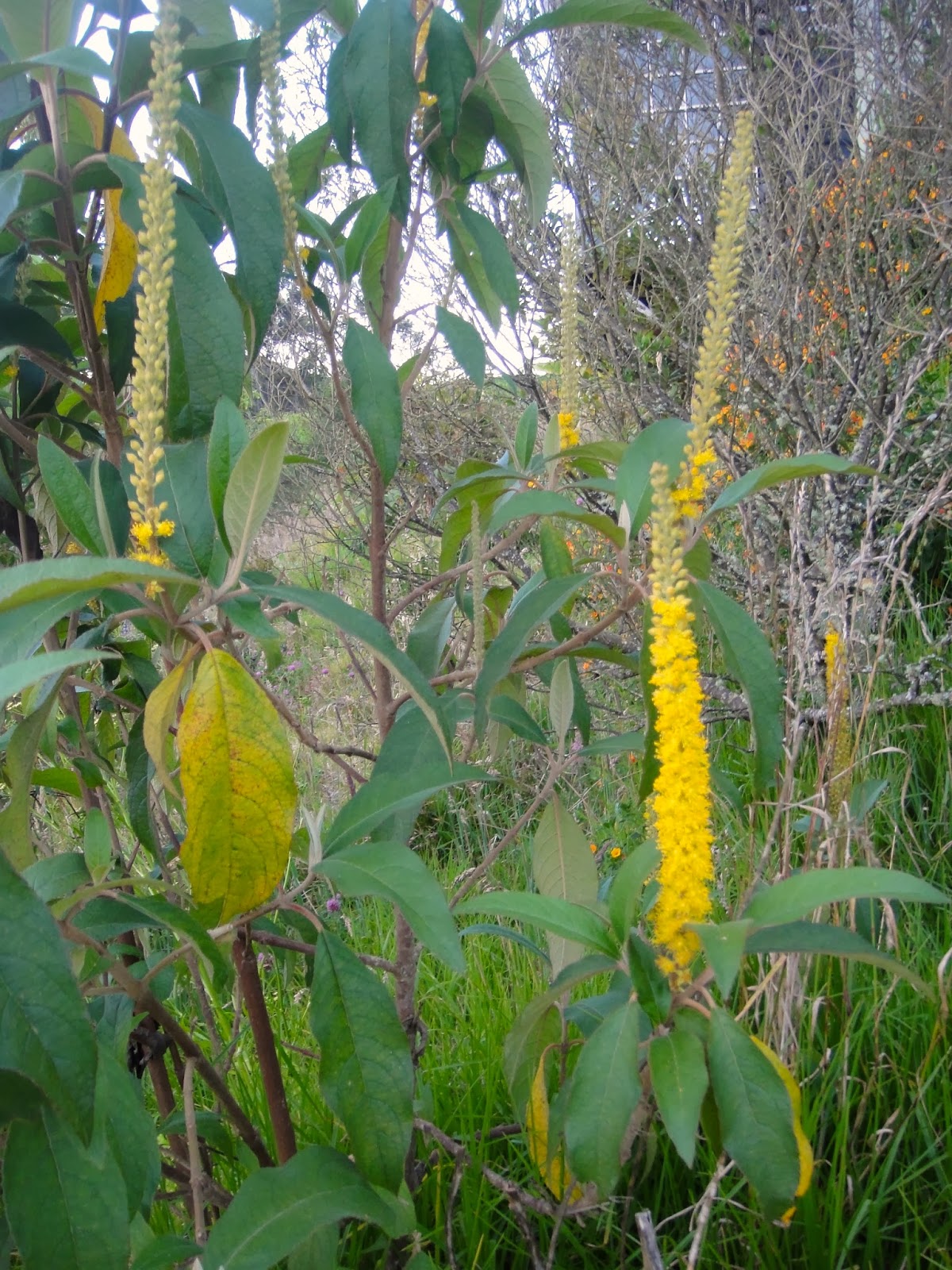 Backtoeden: Duraznillo