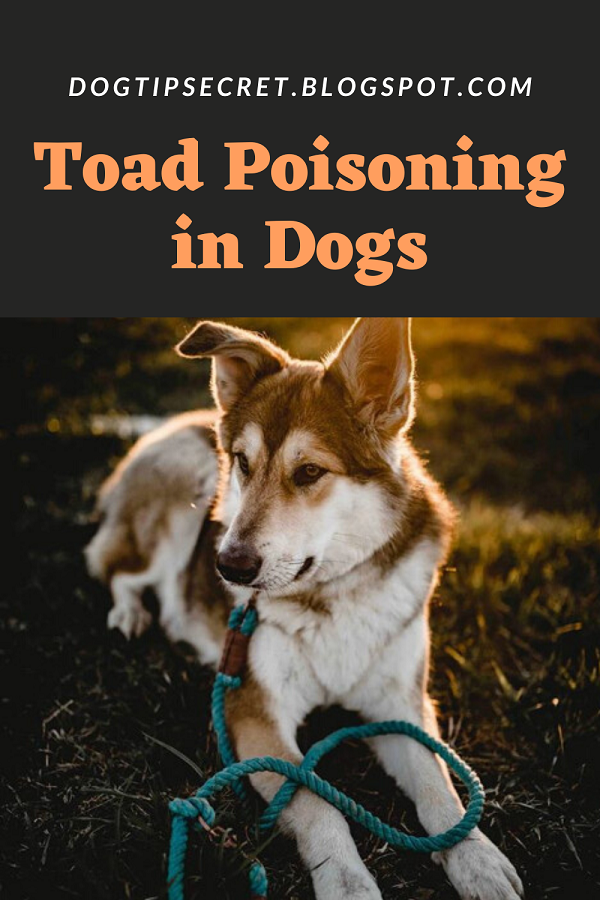 Toad Poisoning in Dogs- Dog Health Tips | Dog Tips Secret