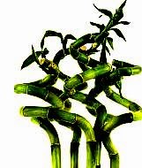 Garden Care Simplified: Unique Patterned Bamboo Plant Grow the Chinese ...