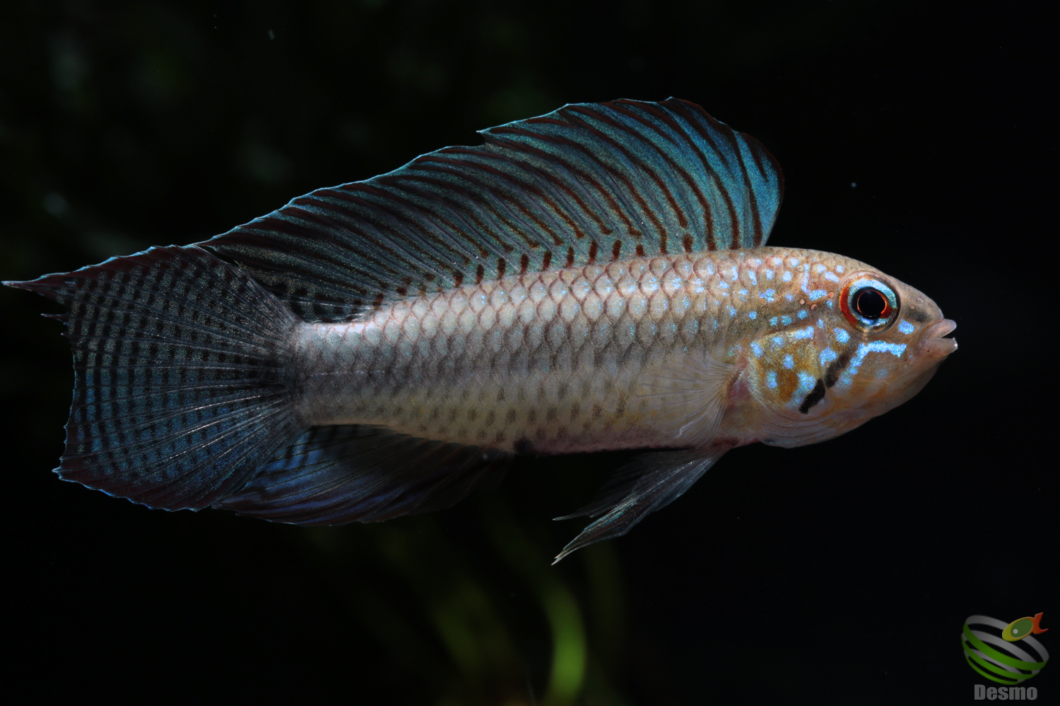 リネアタアゲイン | アピストグラマに魅せられて