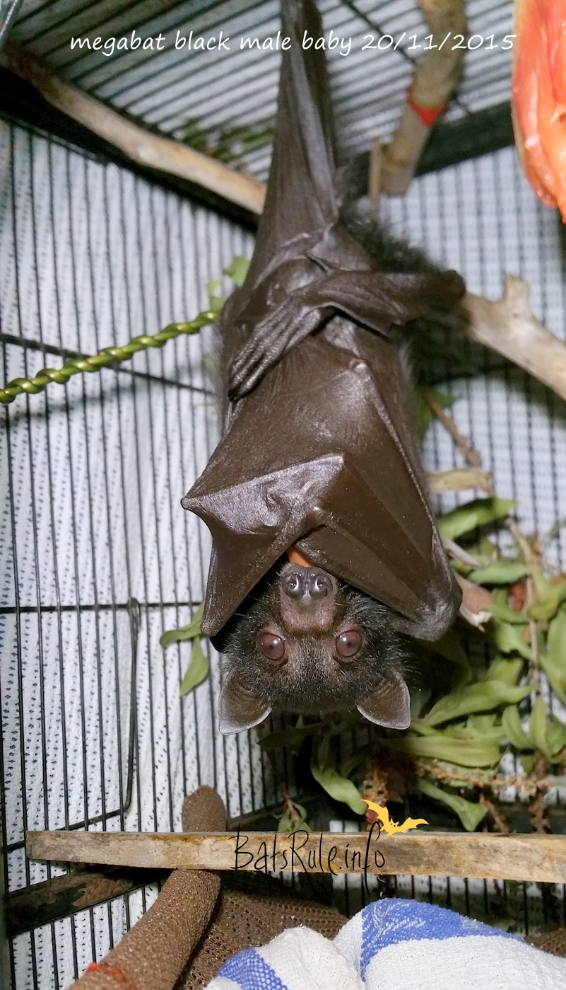 Rehab | Megabat black male baby flying-fox fruit bat