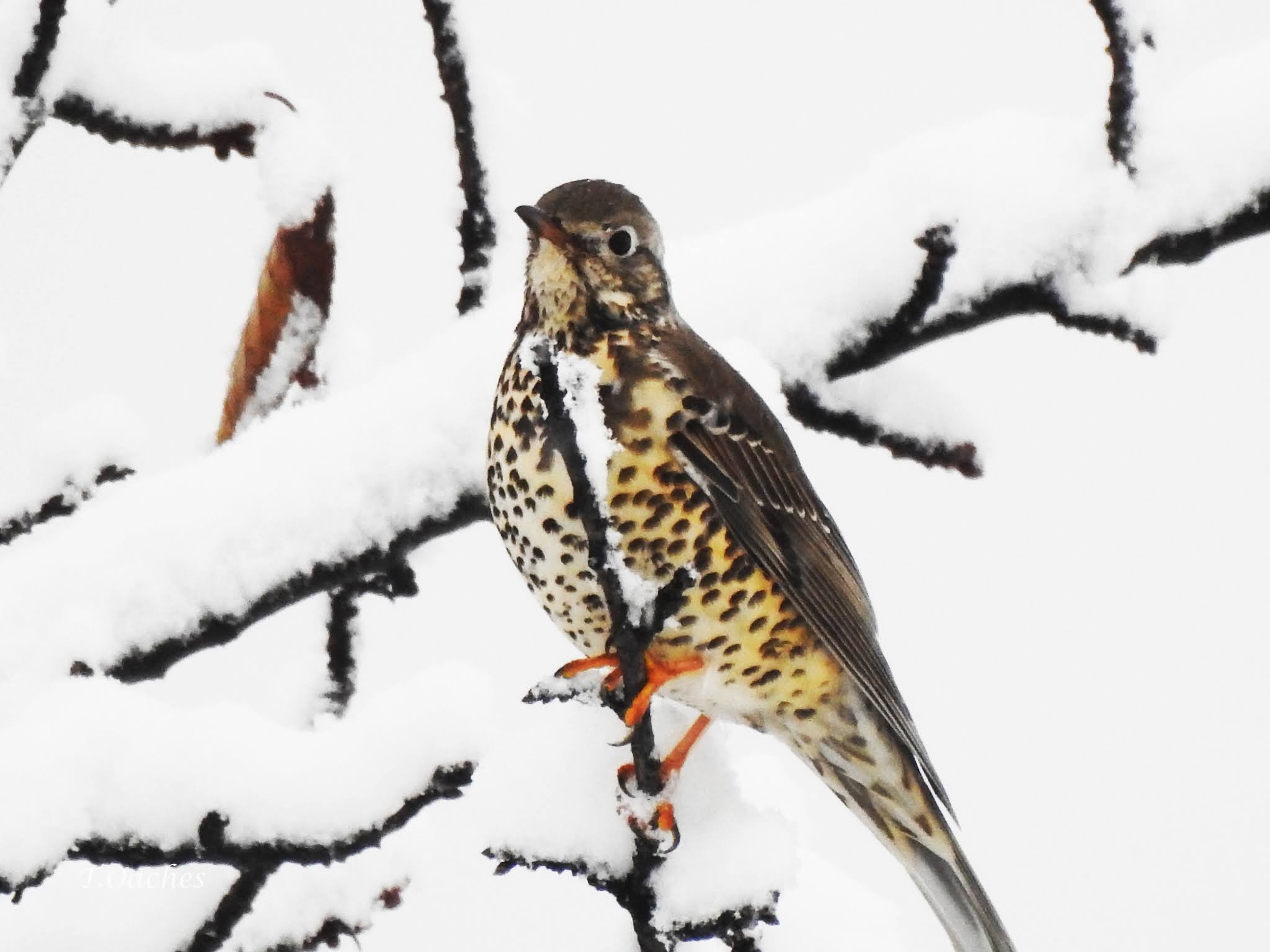 PASARI DIN ROMANIA: STURZ DE VASC, Turdus viscivorus