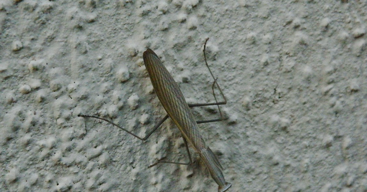 LA MULTI ANI, ROMANIA!: Calugarita