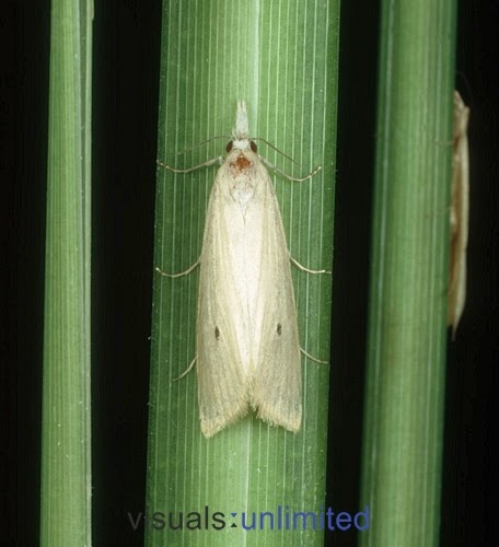 AGRICULTURE: MACAM-MACAM HAMA PADA TANAMAN PADI