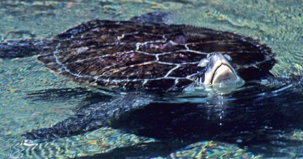 The Herpetology of Trinidad and Tobago: Green Turtle, Chelonia mydas ...