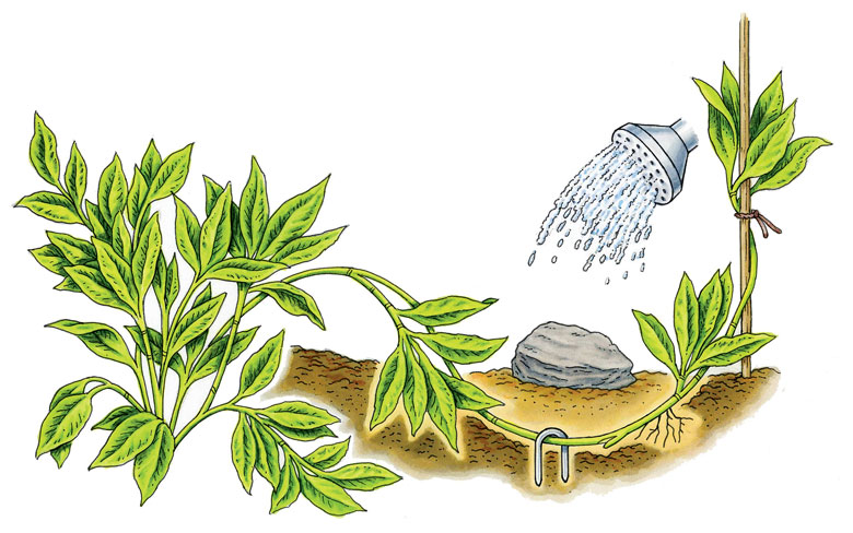 HOW TO PROPAGATE SHRUBS BY LAYERING |The Garden of Eaden