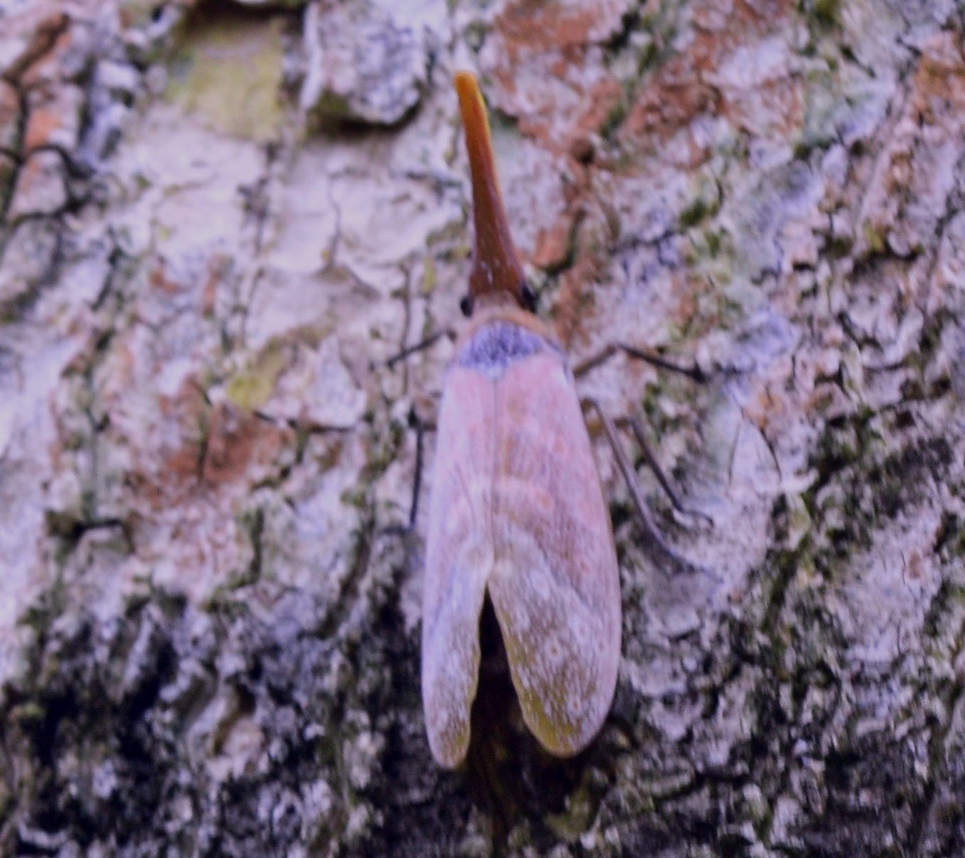 The Kambatik Park, Bintulu.: Insect world