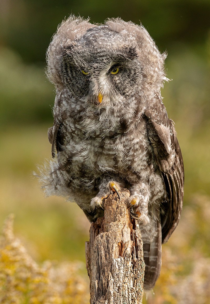 GREAT GREY OWL