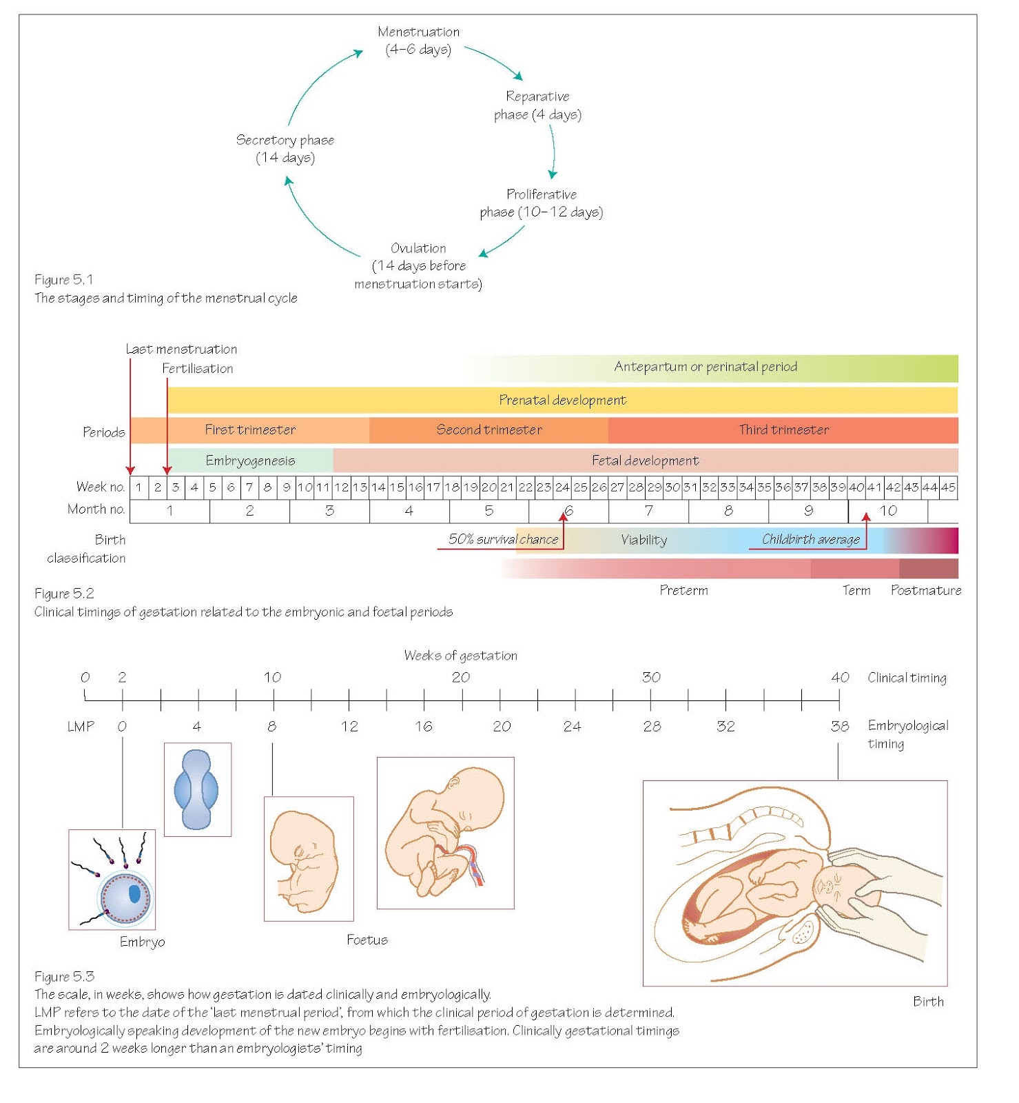 Embryonic And Foetal Periods - pediagenosis