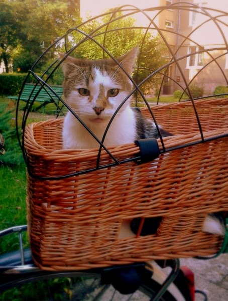 Bike Belle: Jak przewozić zwierzęta na rowerze?