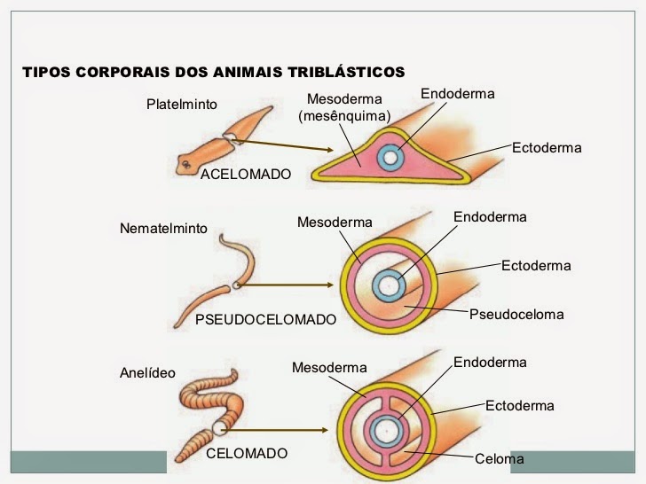 Nota 10 no Vestibular: Tipos corporais de animais triblásticos ...