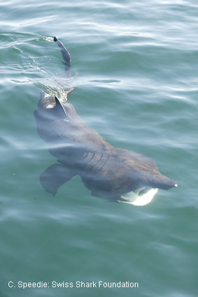 Basking Shark | Malioboro