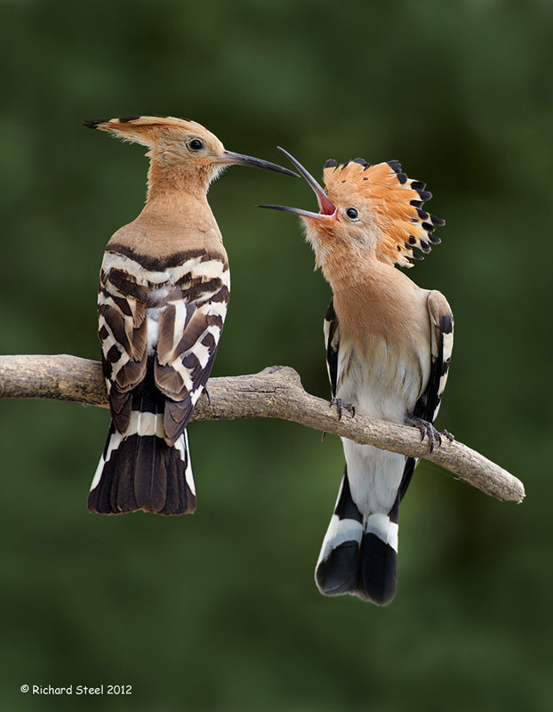 Wildlife Photographic Journals