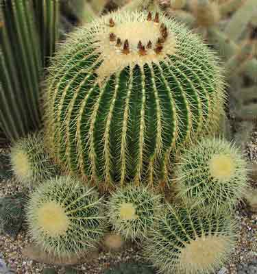 SCIENCE: Specific characteristics that protect plants from their enemies