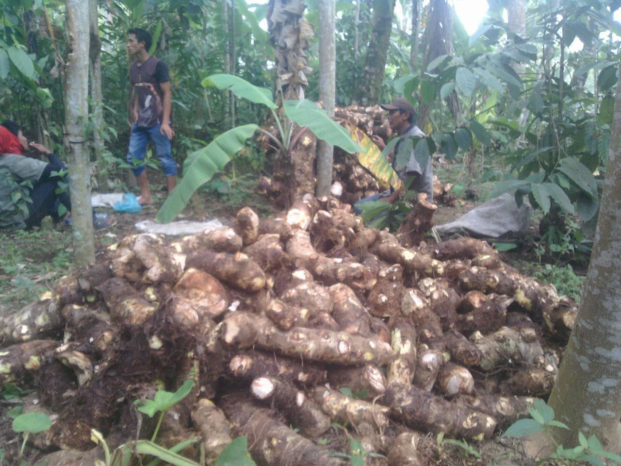 CV.TALAS JAYA NUSANTARA