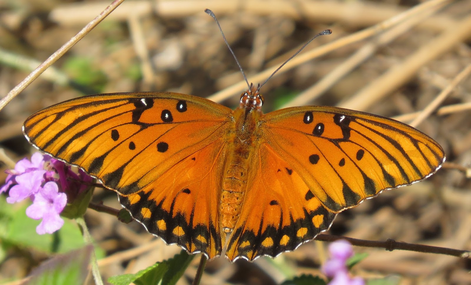 LGB's Nature Photos: National Butterfly Center