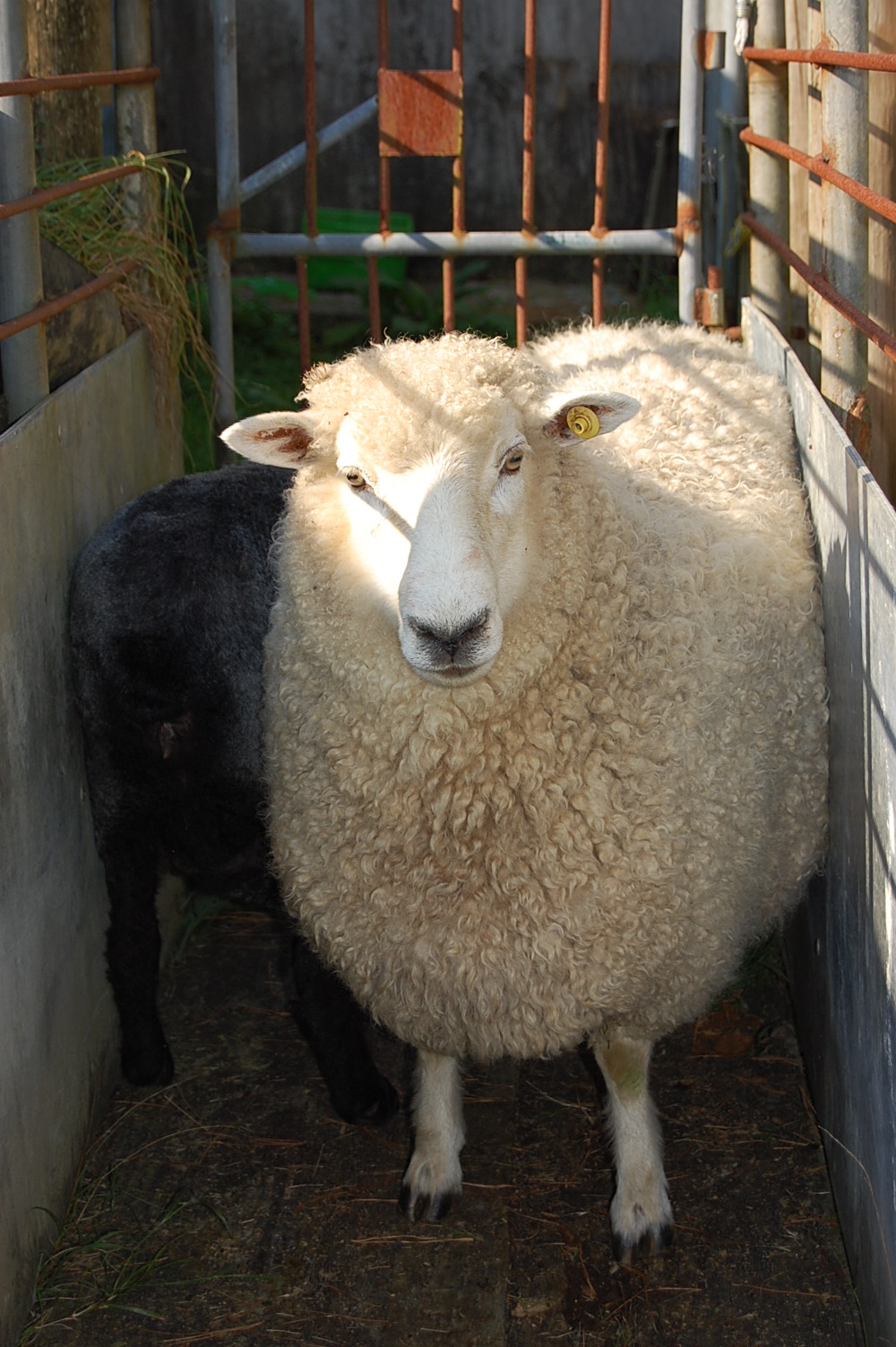 Living a Life at the Beach: The sheep shagger............
