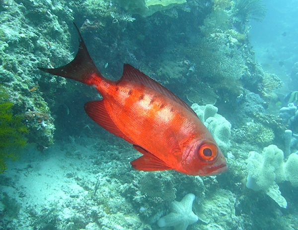 Manado & Bunaken Island Life: The Crescent-tail Bigeye Fish