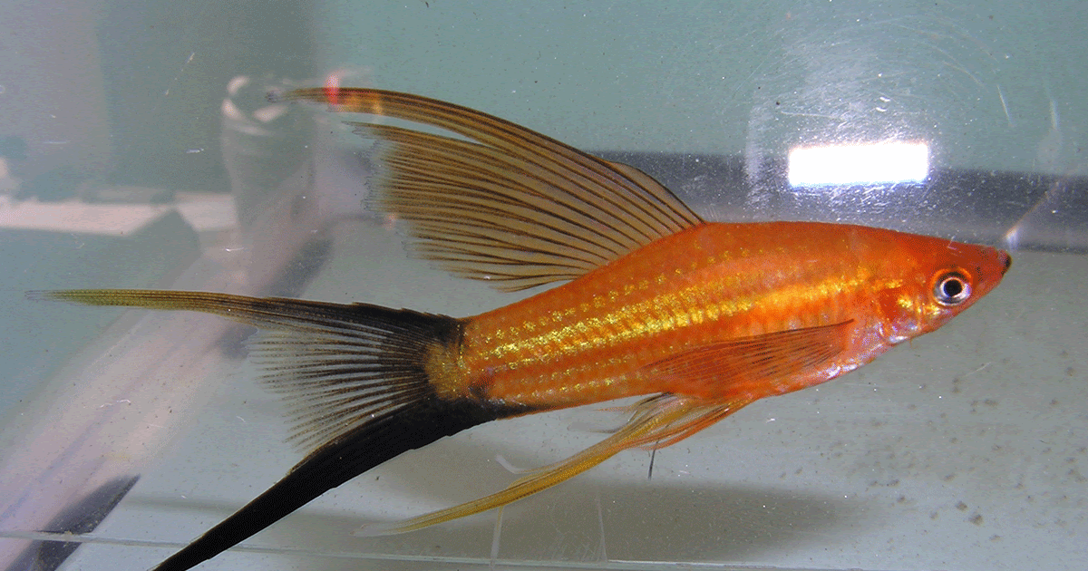 Spawning Swordtail Fish? Here’s What to Know - fish-hobbyist