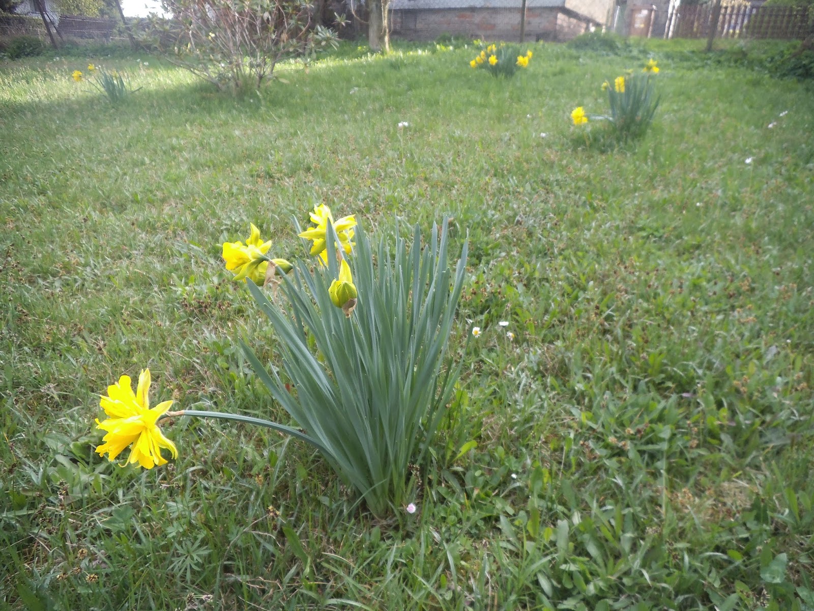 Nejen tulipány - květinová zahrada: Doba narcisová