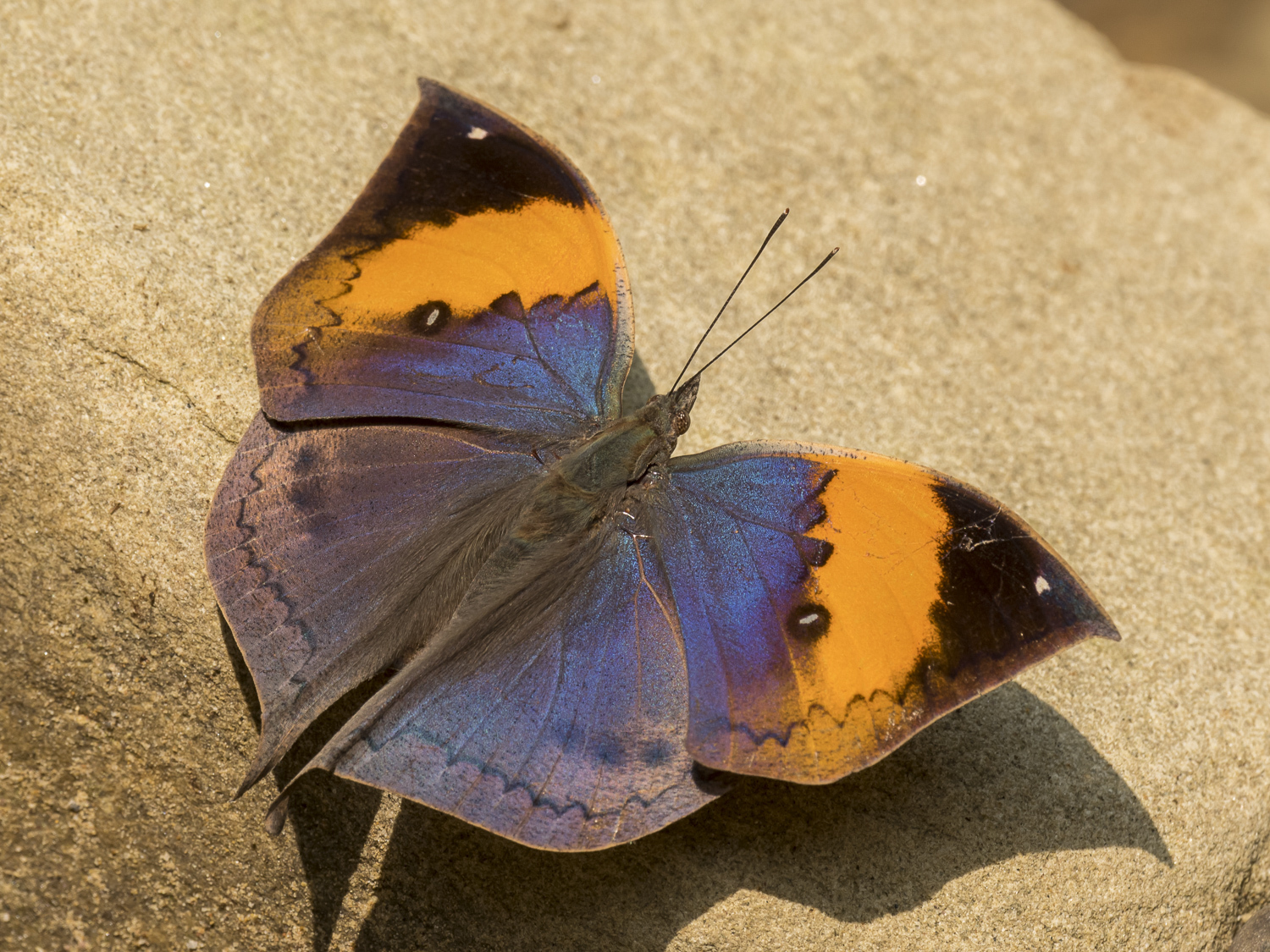 Variety of Life: Nymphalinae