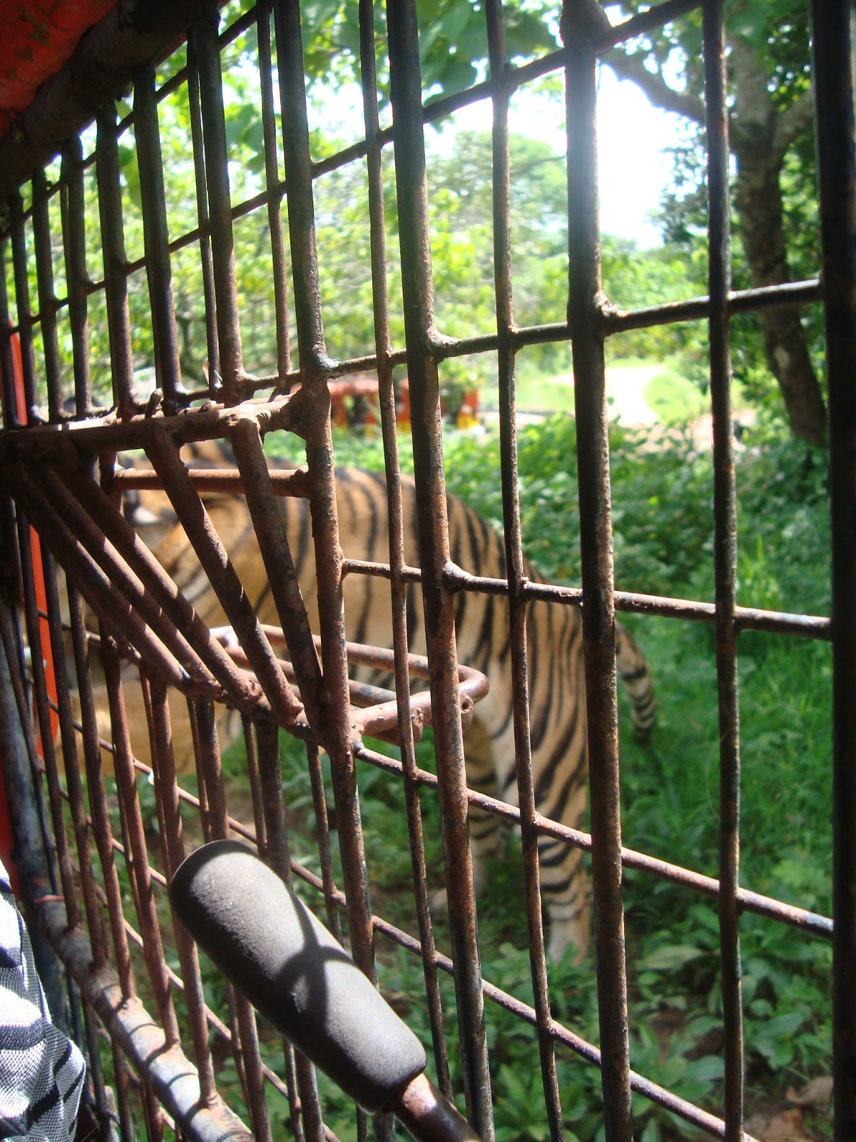 "Zoobic Safari" Subic Zambales Philippines