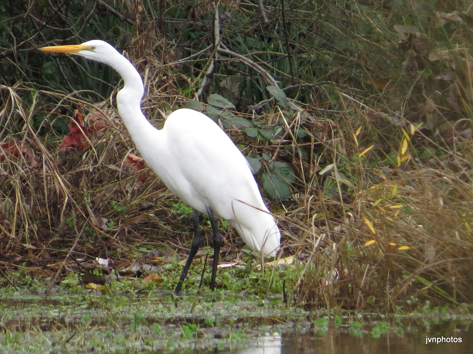 Photos by Jan: Water Birds and Things