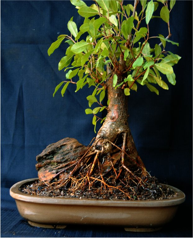 LENNARD'S BONSAI BEGINNINGS.: Root over rock Ficus.