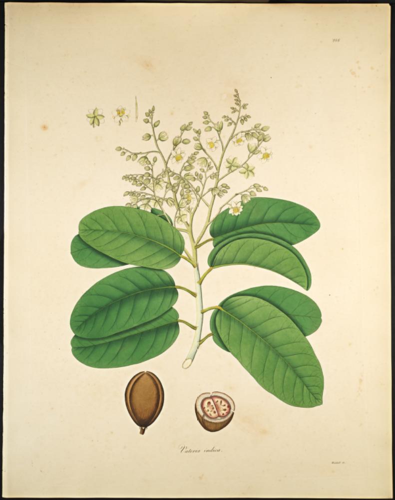 Hal හල් Sal Tree Vateria Indica Herbal Plants Of Asia