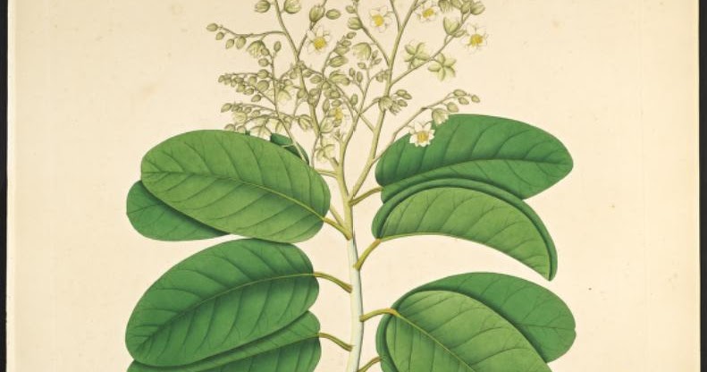 Hal හල් Sal Tree Vateria Indica Herbal Plants Of Asia