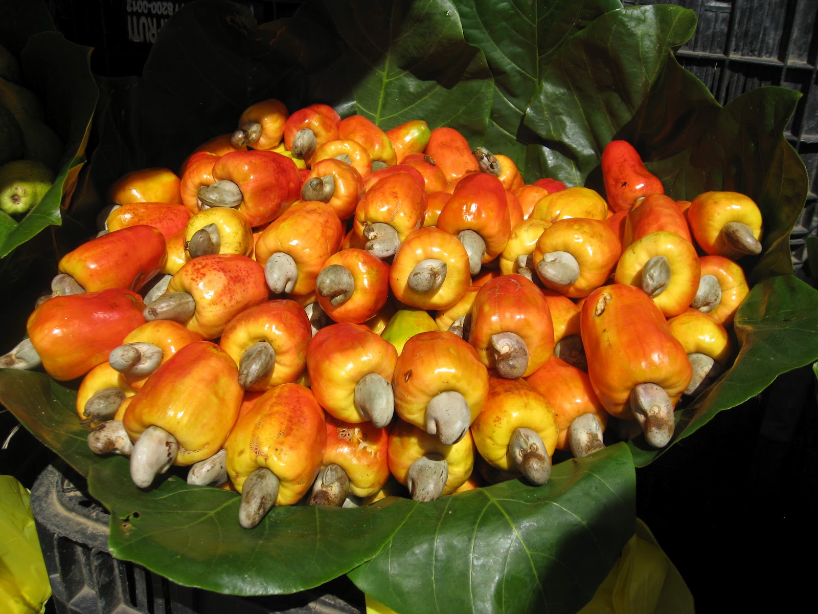 RQ-mentary: "Caju" - Cashew Fruit Experience
