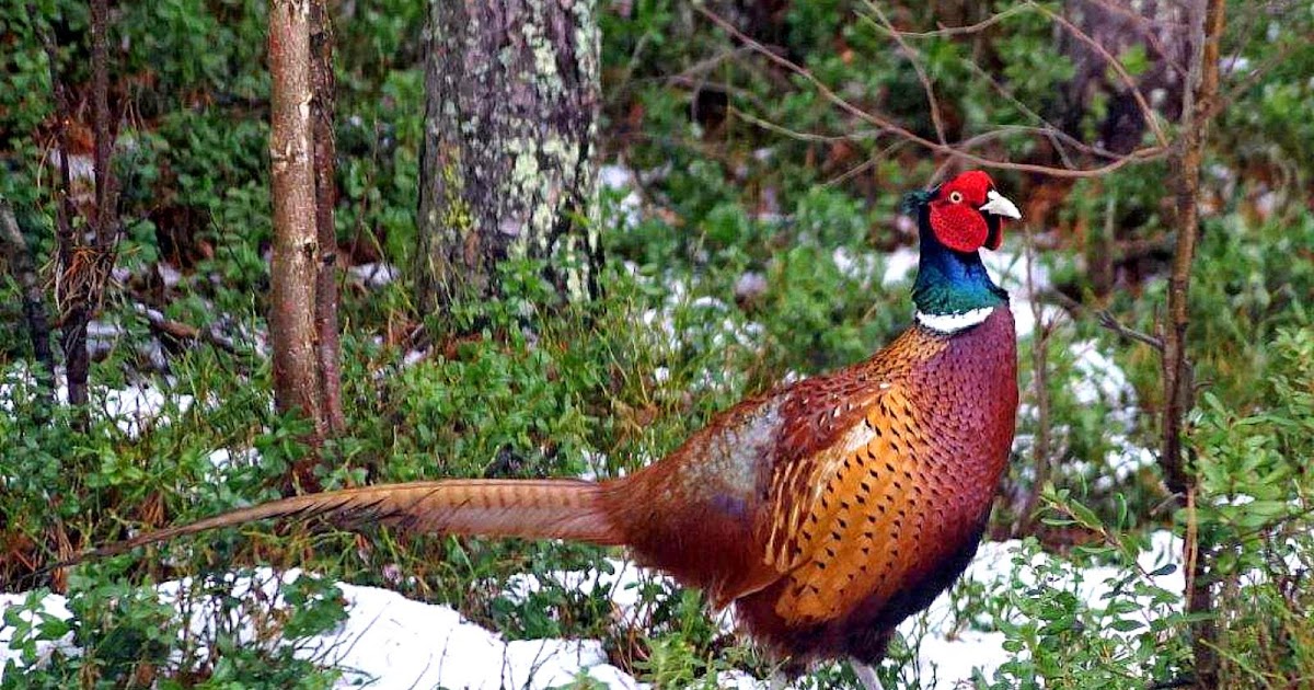 Kotalan metsäpalvelu: Fasaani Suomessa