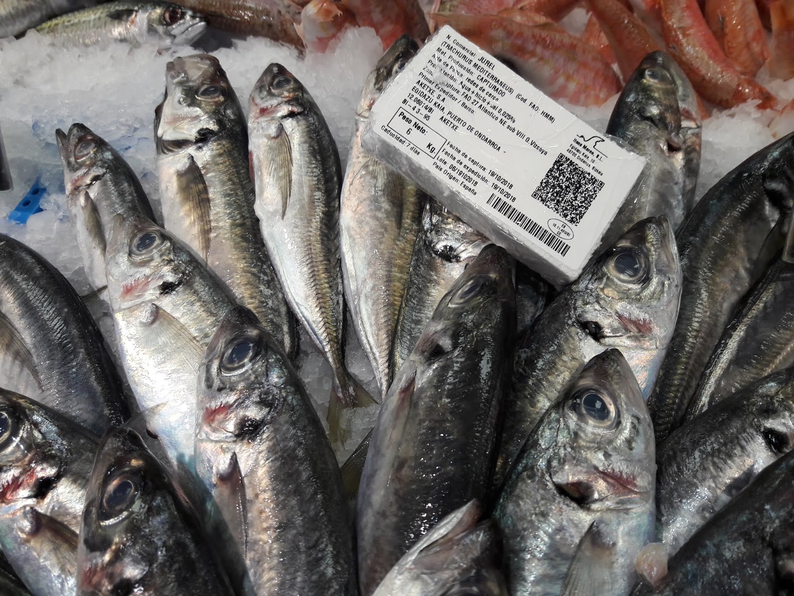 PESCA Y GASTRONOMÍA: ¿CHICHARRO BLANCO O CHICHARRO NEGRO?