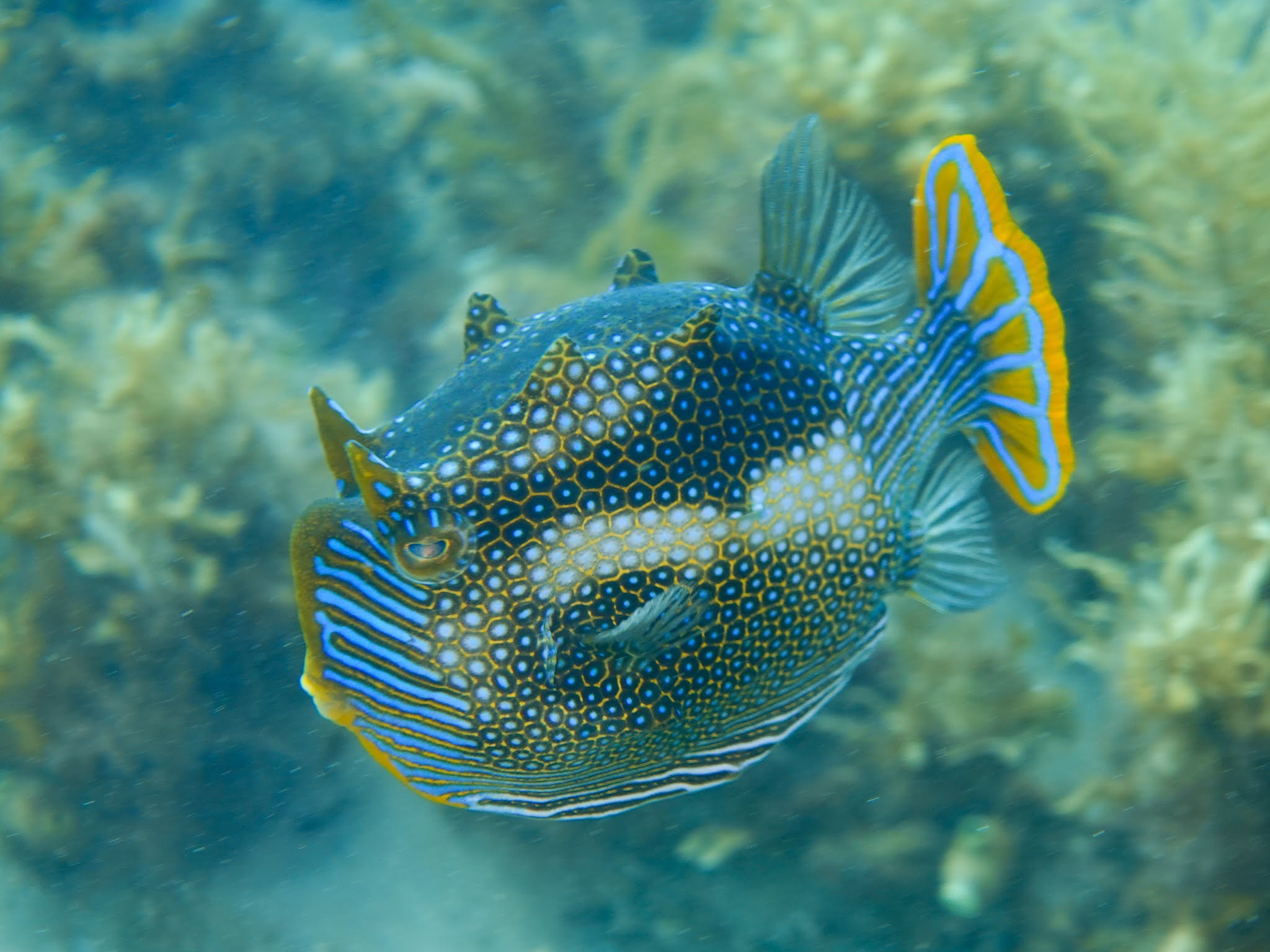 Ten colourful fish that call the Great Southern Reef home