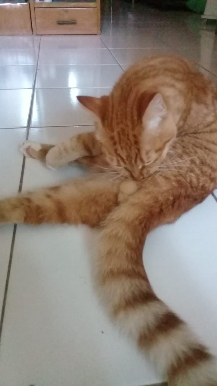 9 scientific Facts about the 'orange cat'..