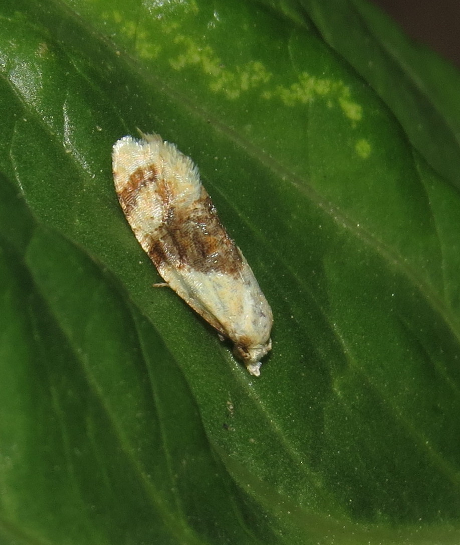 Bug Eric: More Insects From Sunflowers